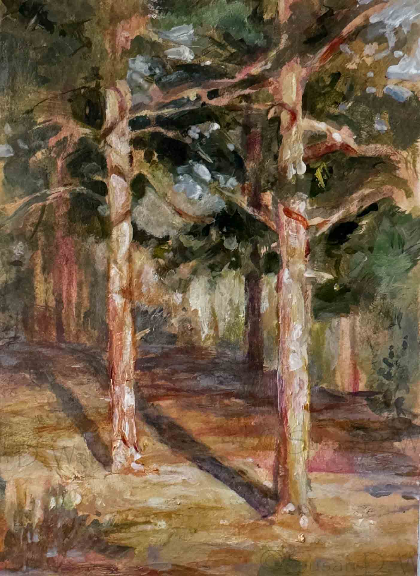 Sunshine on pines – Susan D. Waters: Artist
